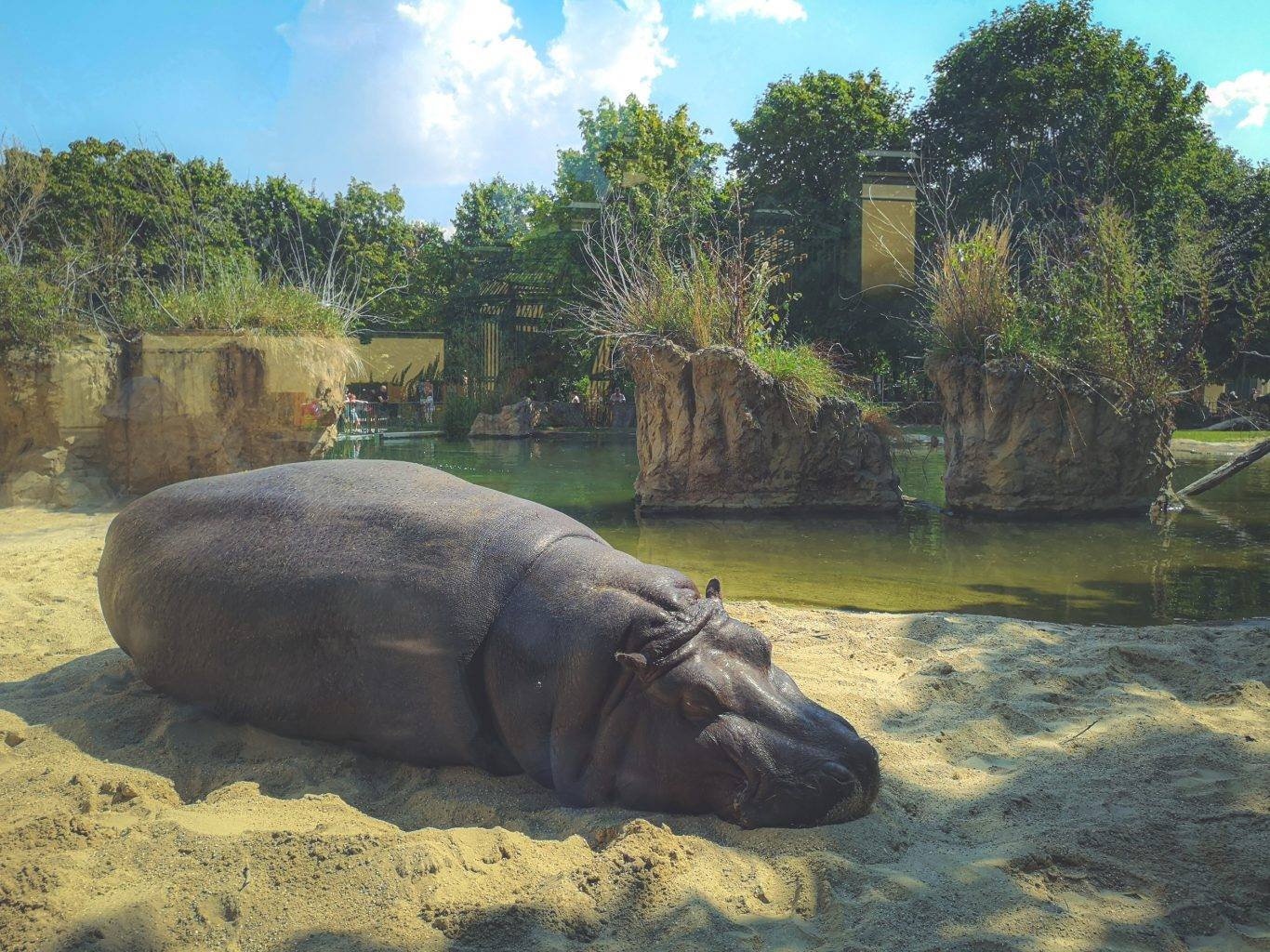 Everything You Need to Know About Schönbrunn Zoo in Vienna - Connecting ...
