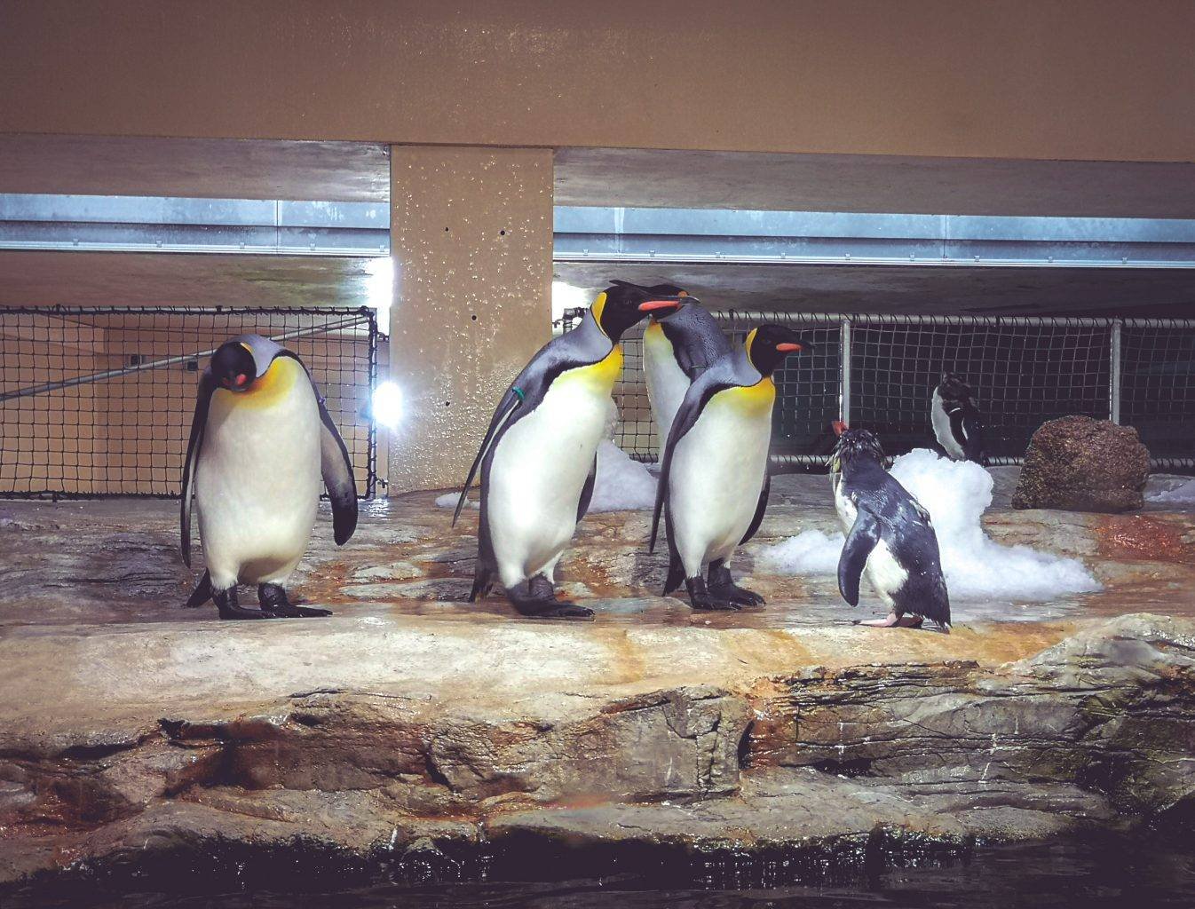 Everything You Need to Know About Schönbrunn Zoo in Vienna - Connecting ...