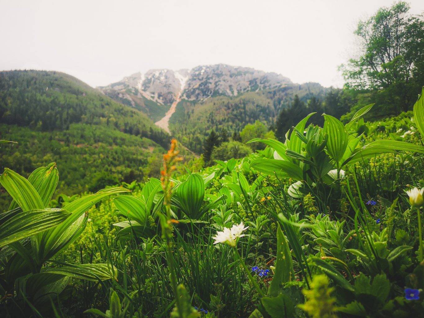Best Hiking Day Trips from Vienna to the Alps - Connecting Vienna