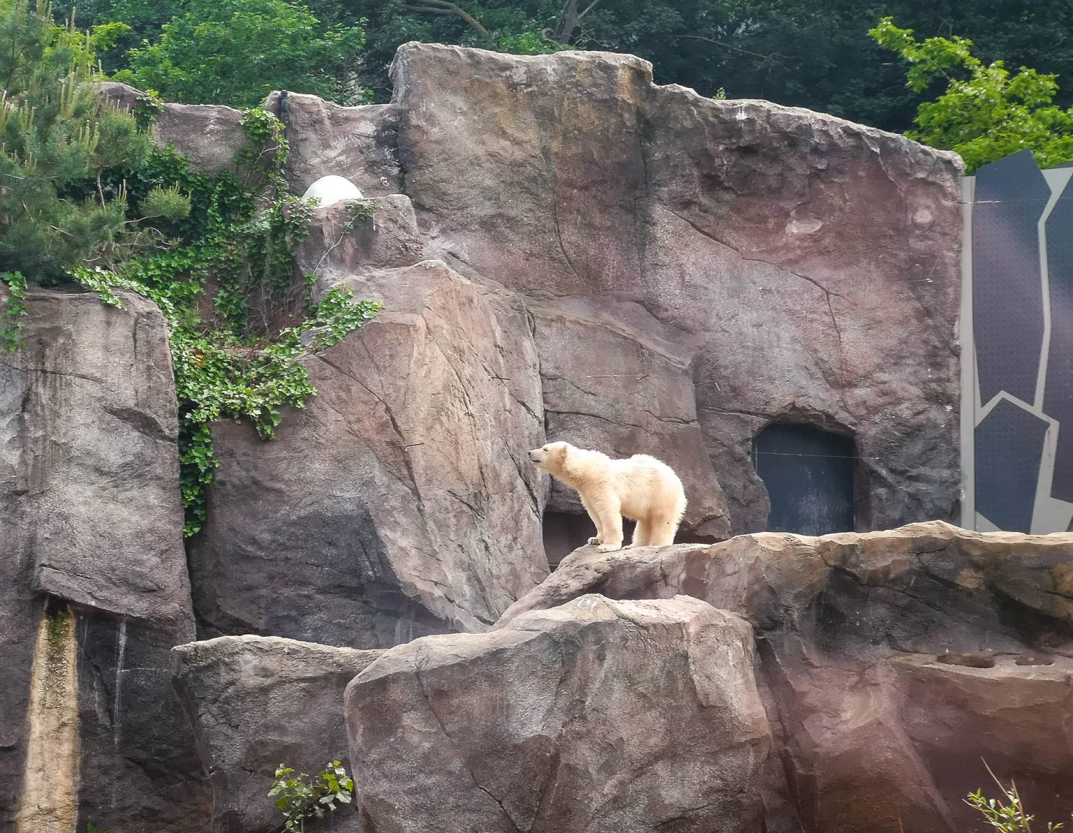 Top 15 Schönbrunn Zoo Animals in Vienna & Their Conservation ...