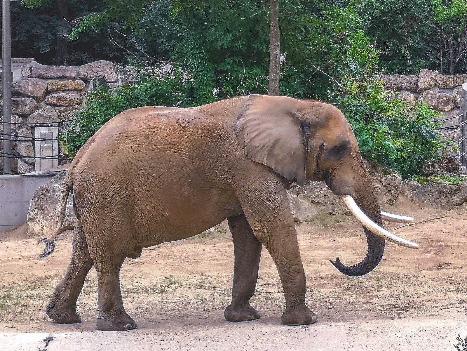 Top 15 Schönbrunn Zoo Animals in Vienna & Their Conservation ...