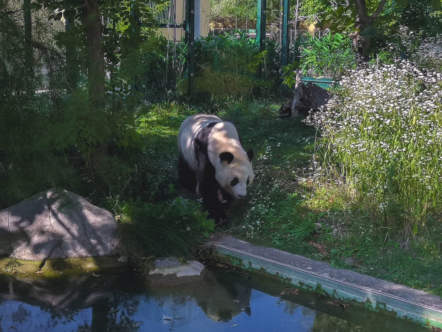 Top 15 Schönbrunn Zoo Animals in Vienna & Their Conservation ...