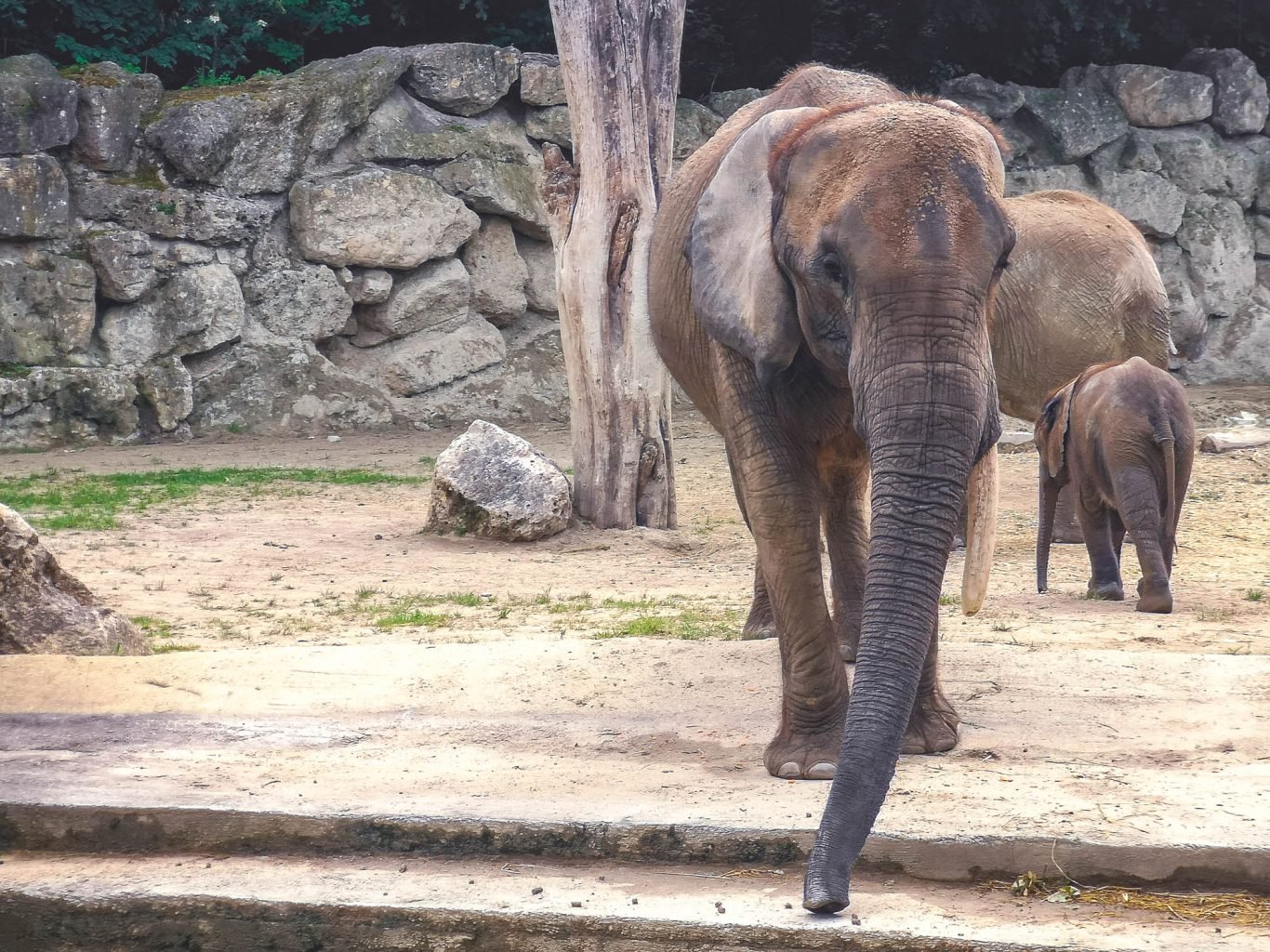 Top 15 Schönbrunn Zoo Animals in Vienna & Their Conservation ...