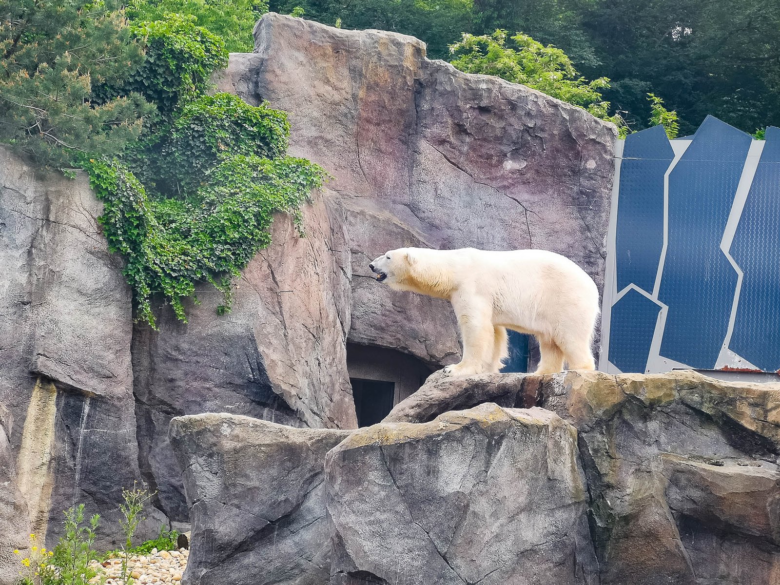 Top 15 Schönbrunn Zoo Animals in Vienna & Their Conservation ...