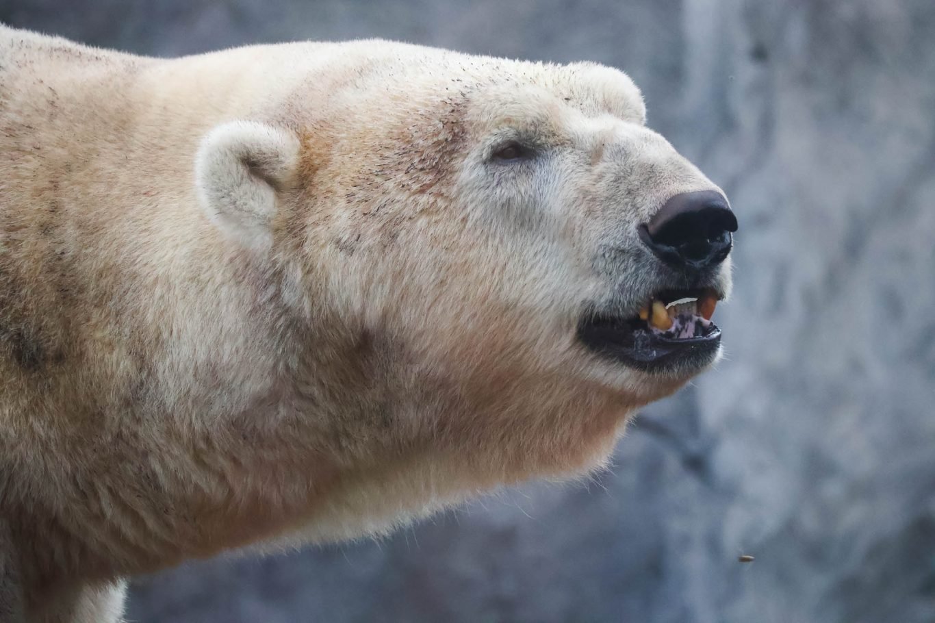 Top 15 Schönbrunn Zoo Animals in Vienna & Their Conservation ...