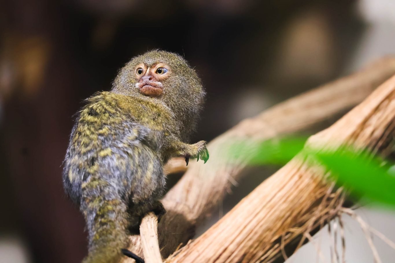 Top 10 Cutest & Most Adorable Animals in Schönbrunn Zoo - Connecting Vienna