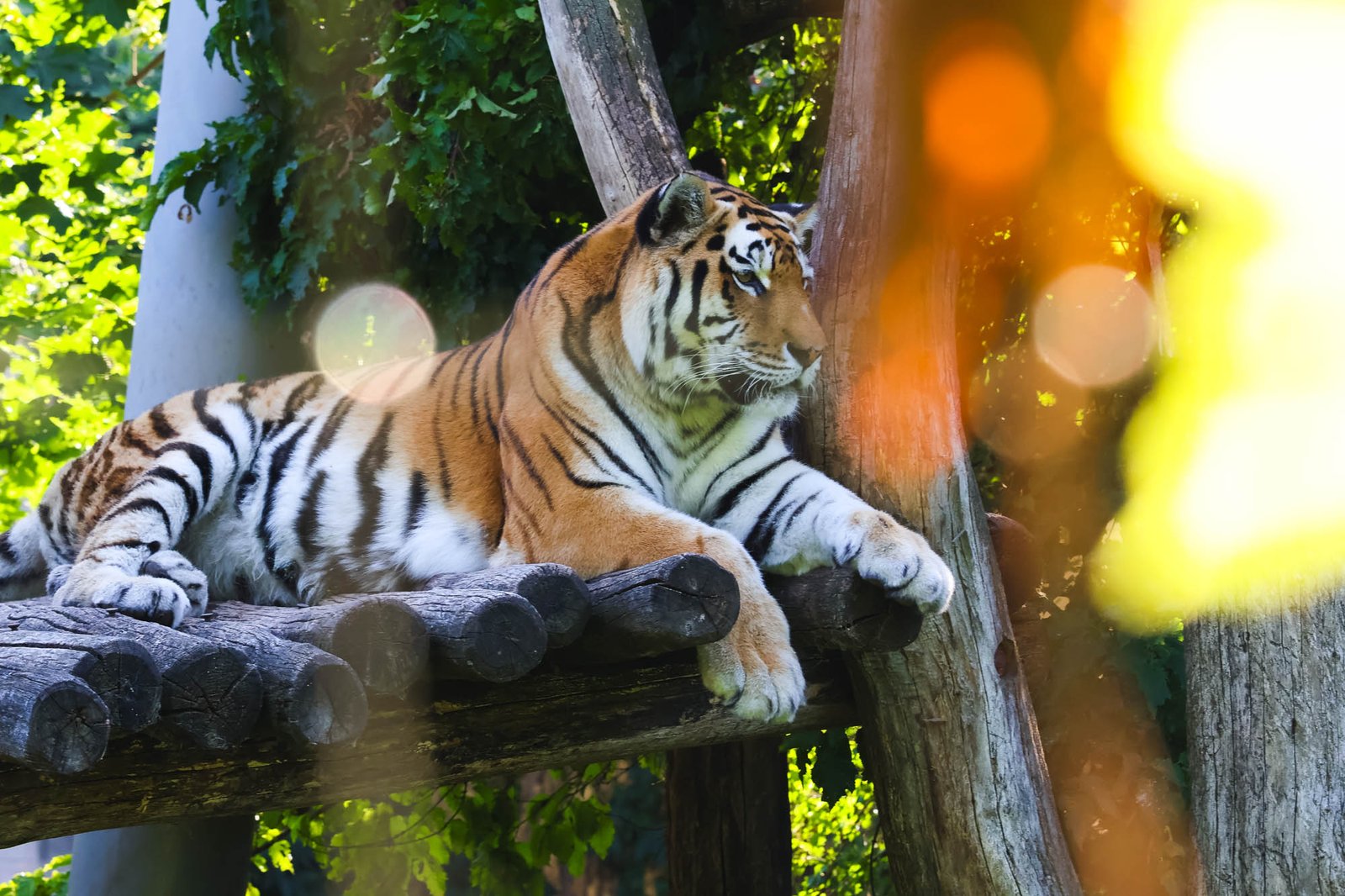 Top 10 Cutest & Most Adorable Animals in Schönbrunn Zoo - Connecting Vienna