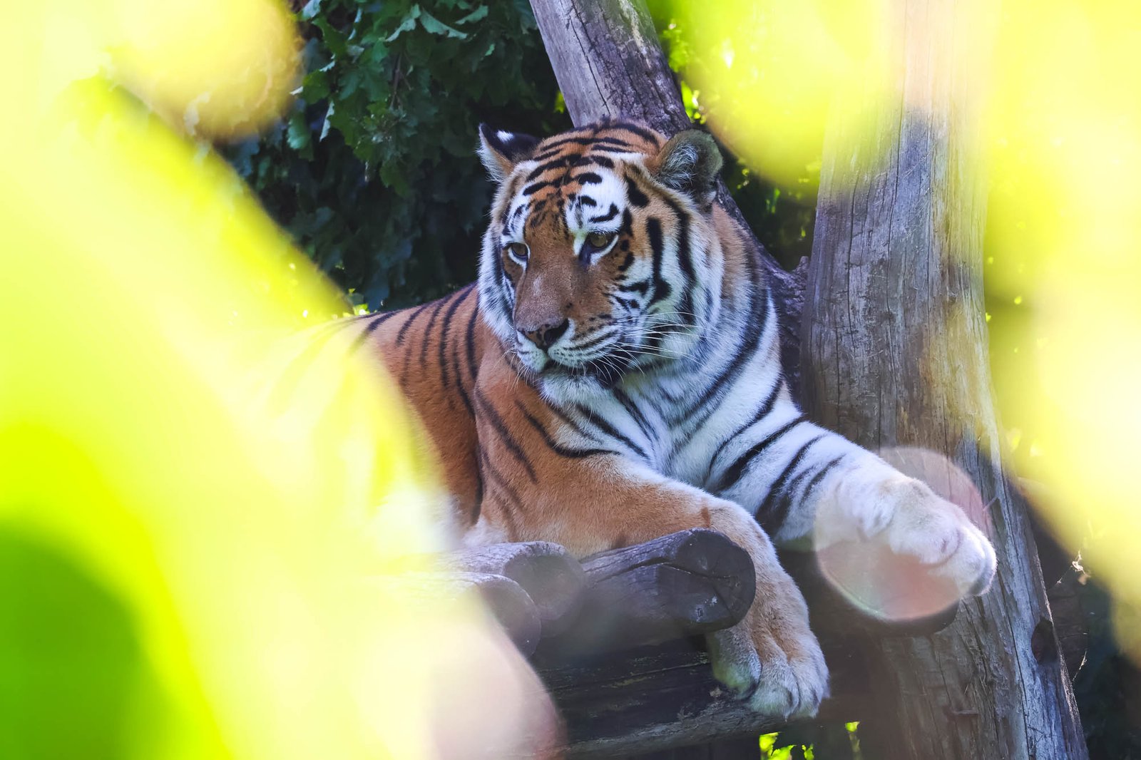 Top 15 Schönbrunn Zoo Animals in Vienna & Their Conservation ...