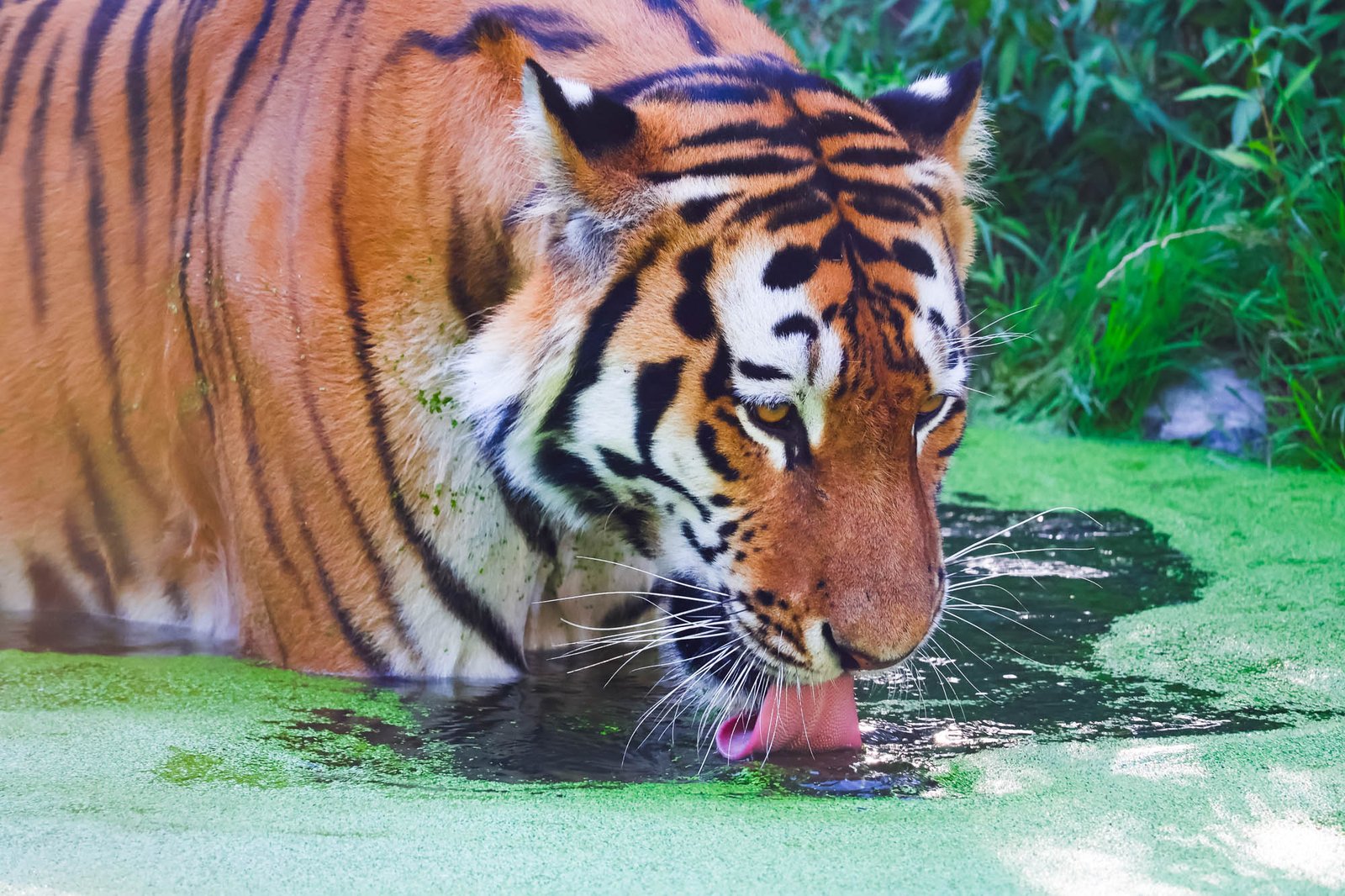 Top 15 Schönbrunn Zoo Animals in Vienna & Their Conservation ...