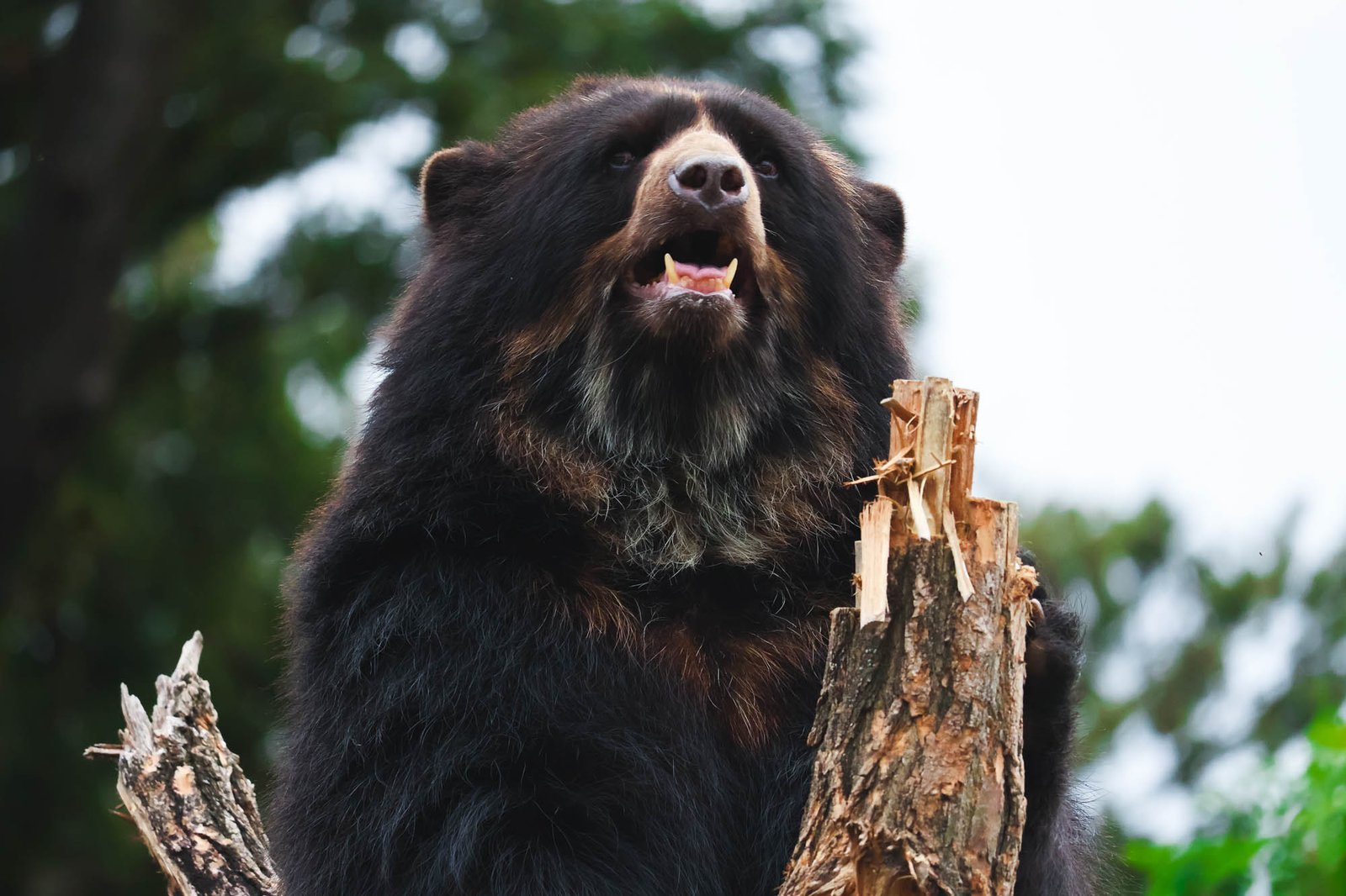 Top 15 Schönbrunn Zoo Animals in Vienna & Their Conservation ...