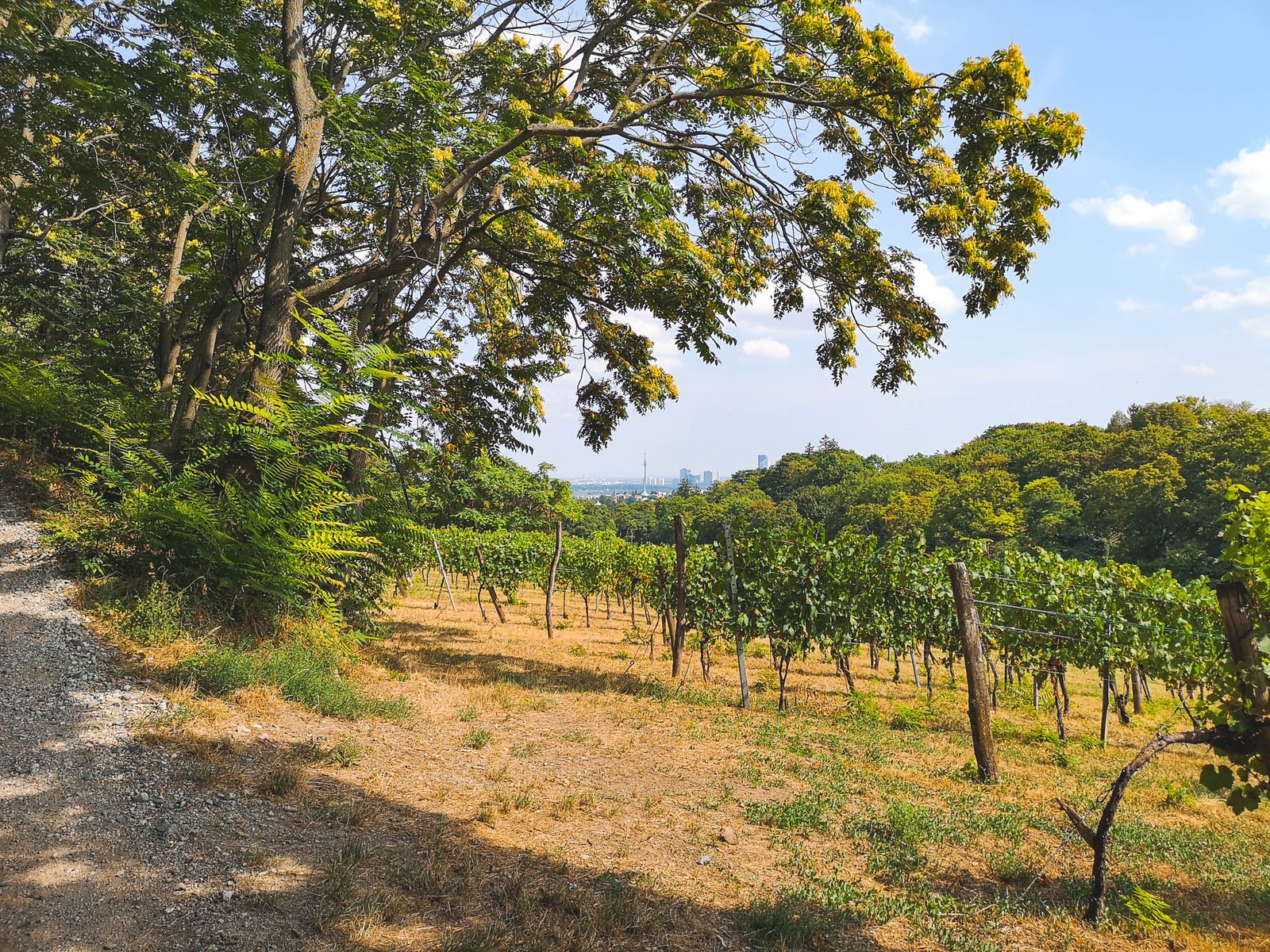 Local's Guide to Döbling, the 19th District of Vienna - Connecting Vienna