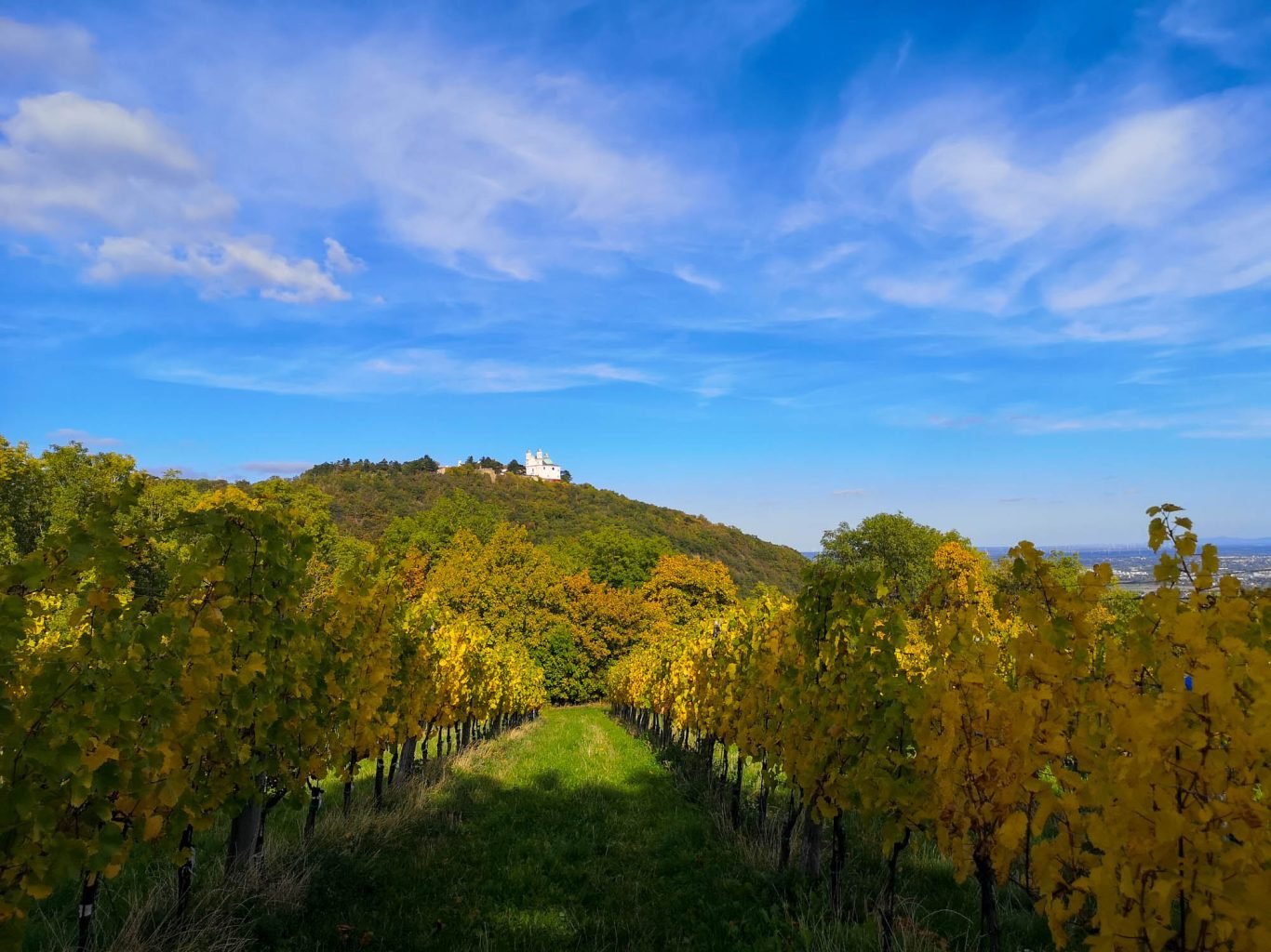 Local's Guide to Döbling, the 19th District of Vienna - Connecting Vienna