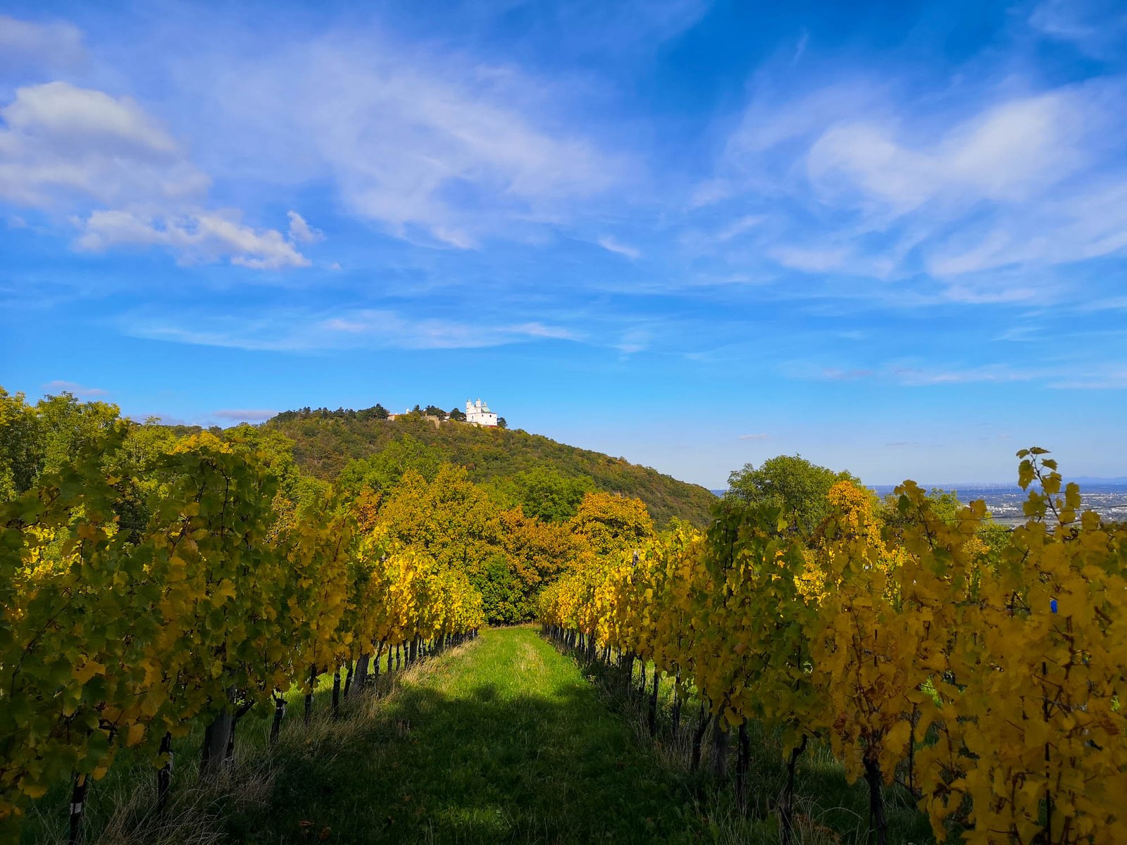 Local's Guide to Döbling, the 19th District of Vienna - Connecting Vienna