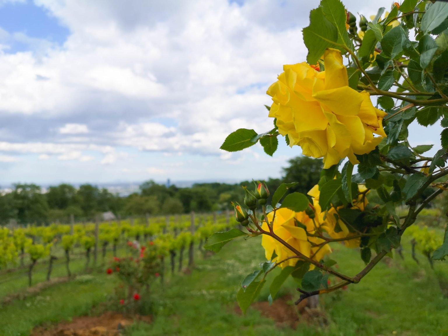 Local's Guide to Döbling, the 19th District of Vienna - Connecting Vienna