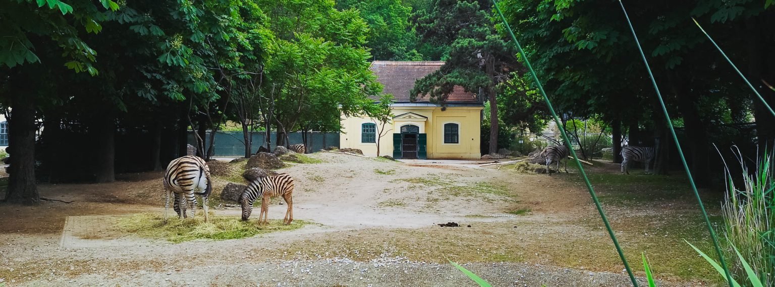 Everything You Need to Know About Schönbrunn Zoo in Vienna - Connecting ...